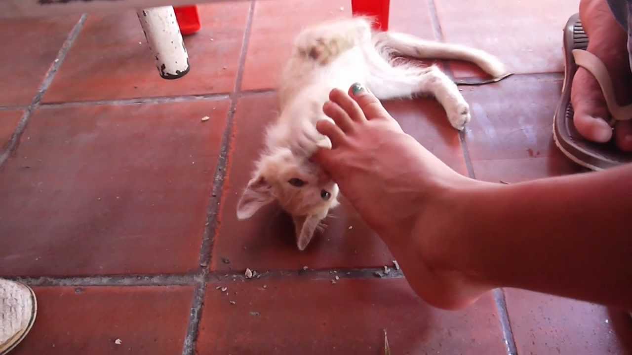 Un gatito al ataque! - YouTube