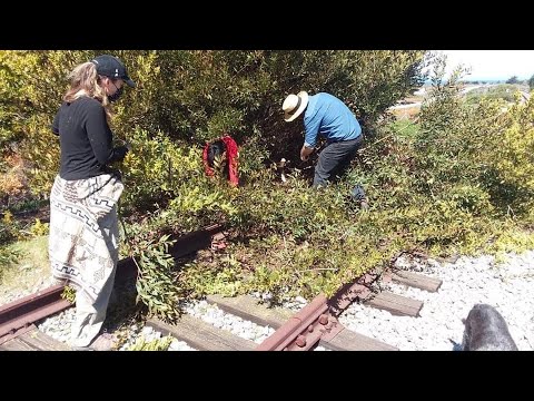Abandoned Monterey Branch Line Clearing Tracks - YouTube