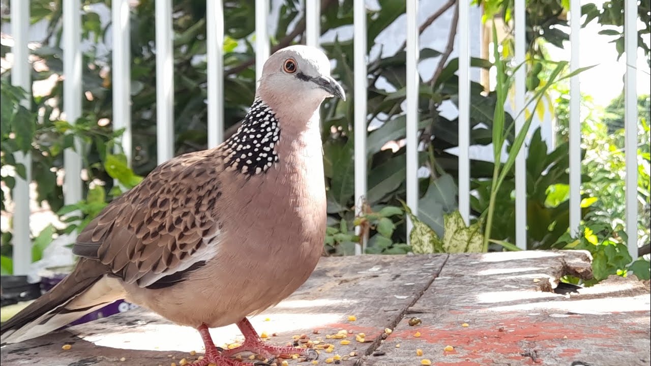 Pretty Dove Singing | Tekukur Gacor - YouTube
