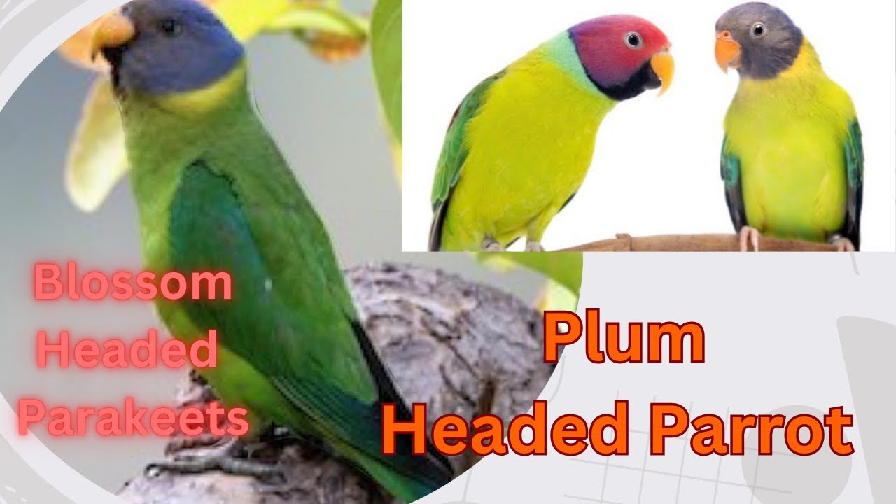 Plum Headed Parrot/ Different Headed Parakeet Searching For Nest/ Plum ...