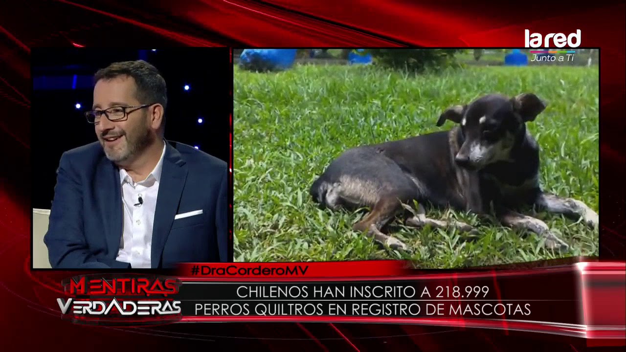 ¡La mejor compañía! Chilenos han inscrito a 218.999 perros quiltro en ...