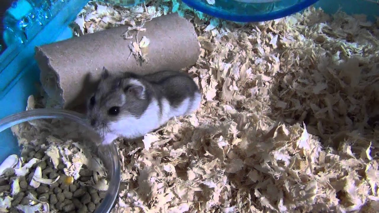 エサに釣られるハムスター、そして逃げ出す。Hamster lured by bait,and run away - YouTube