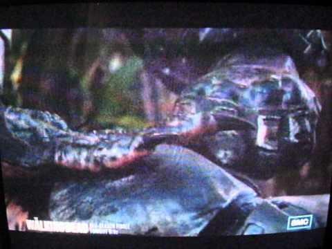 predator fixes wound - YouTube