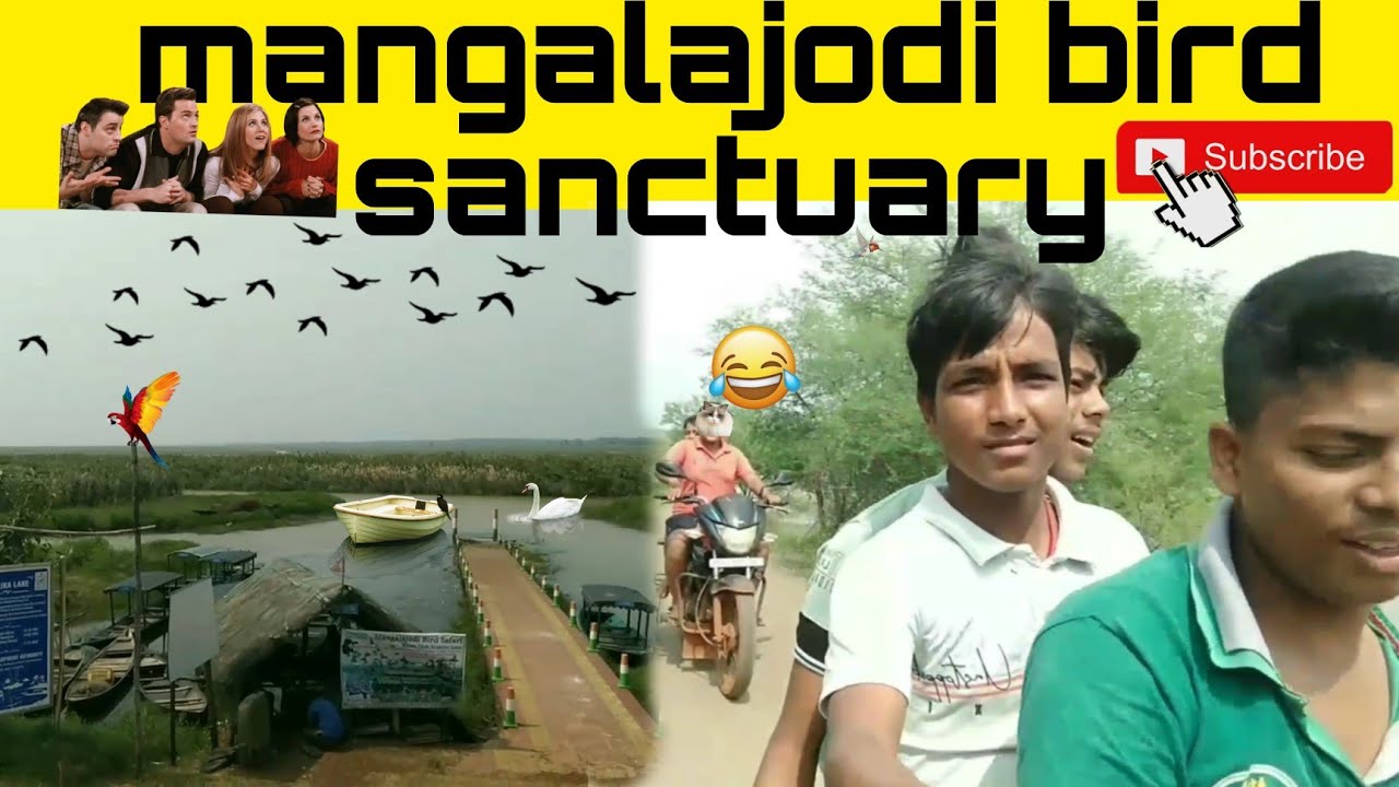 Go to mangalajodi bird sanctuary chilika ️ friends Mosti daily vlog ...