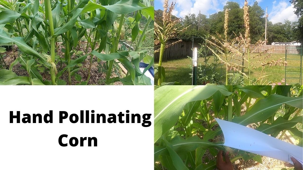 Hand Pollinating Sweet Corn Plants/Growing with Lalascrops - YouTube