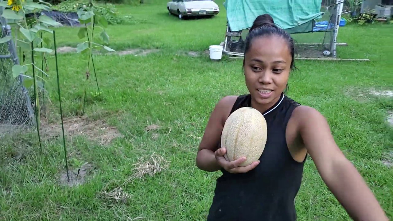 Our First Cantaloupe Of The YEAR!| Watermelon Mound - YouTube