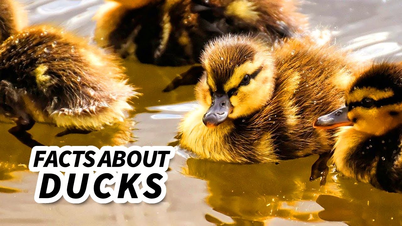 Duck Facts: What is a DUCK?! 🦆 Animal Fact Files - YouTube