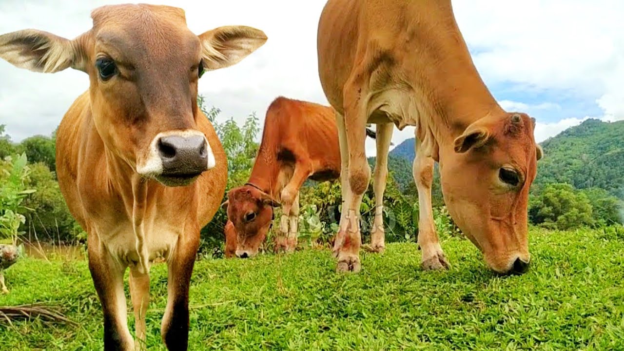 Video of cows eating grass near the river - Cows, Funny cows, Shepherd ...