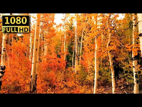 Autumn - Birch Wood | 1080p | Free Download- No Copyright