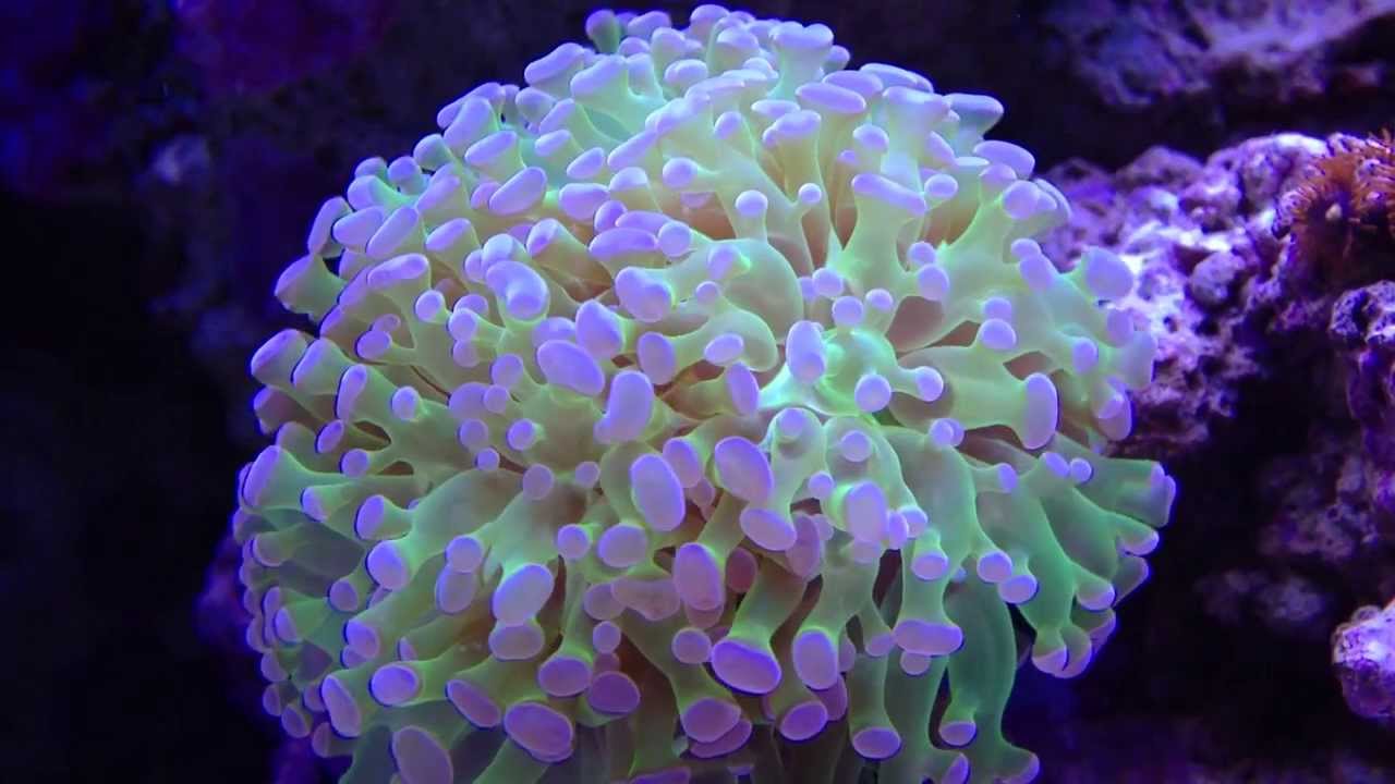 Frogspawn Coral, Thin Branched (Euphyllia paradivisa) - YouTube