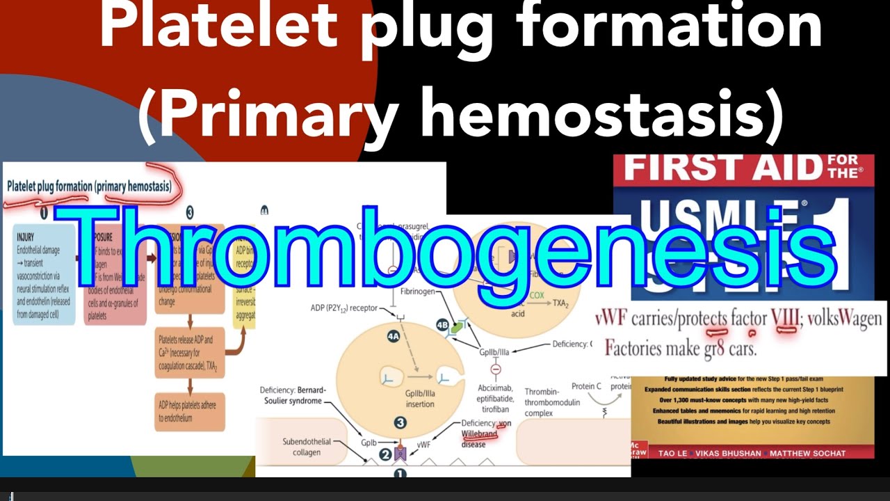 Platelet plug formation (primary hemostasis) || Thrombogenesis ...
