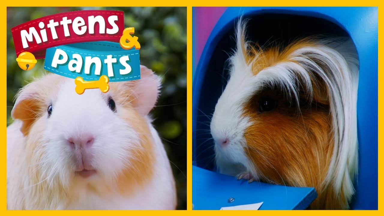 Petunia's Post Van 🎬 Behind the Scenes | Mittens & Pants - YouTube