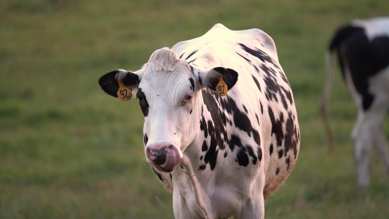 The Brick House Cows of Tillamook - YouTube