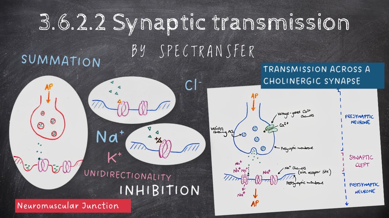 EASY REVISION AQA A-Level Biology 3.6.2.2 Synaptic Transmission - YouTube