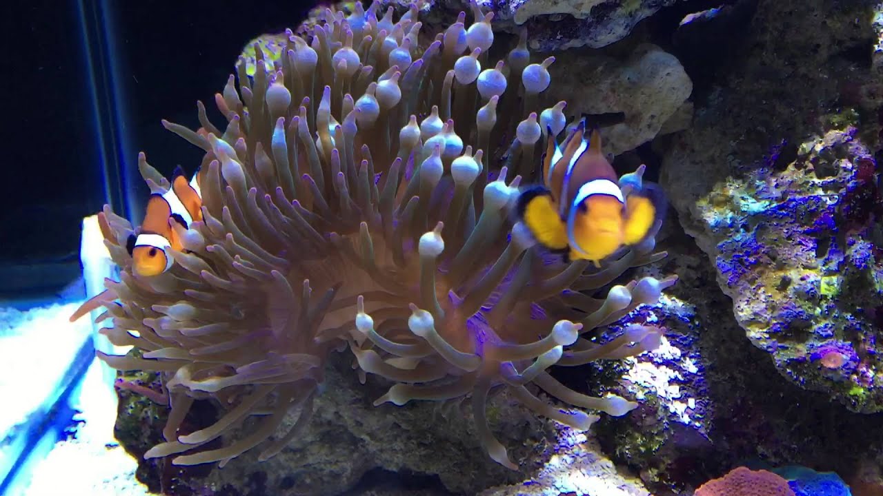 100 gallon reef tank (Alex G) - YouTube
