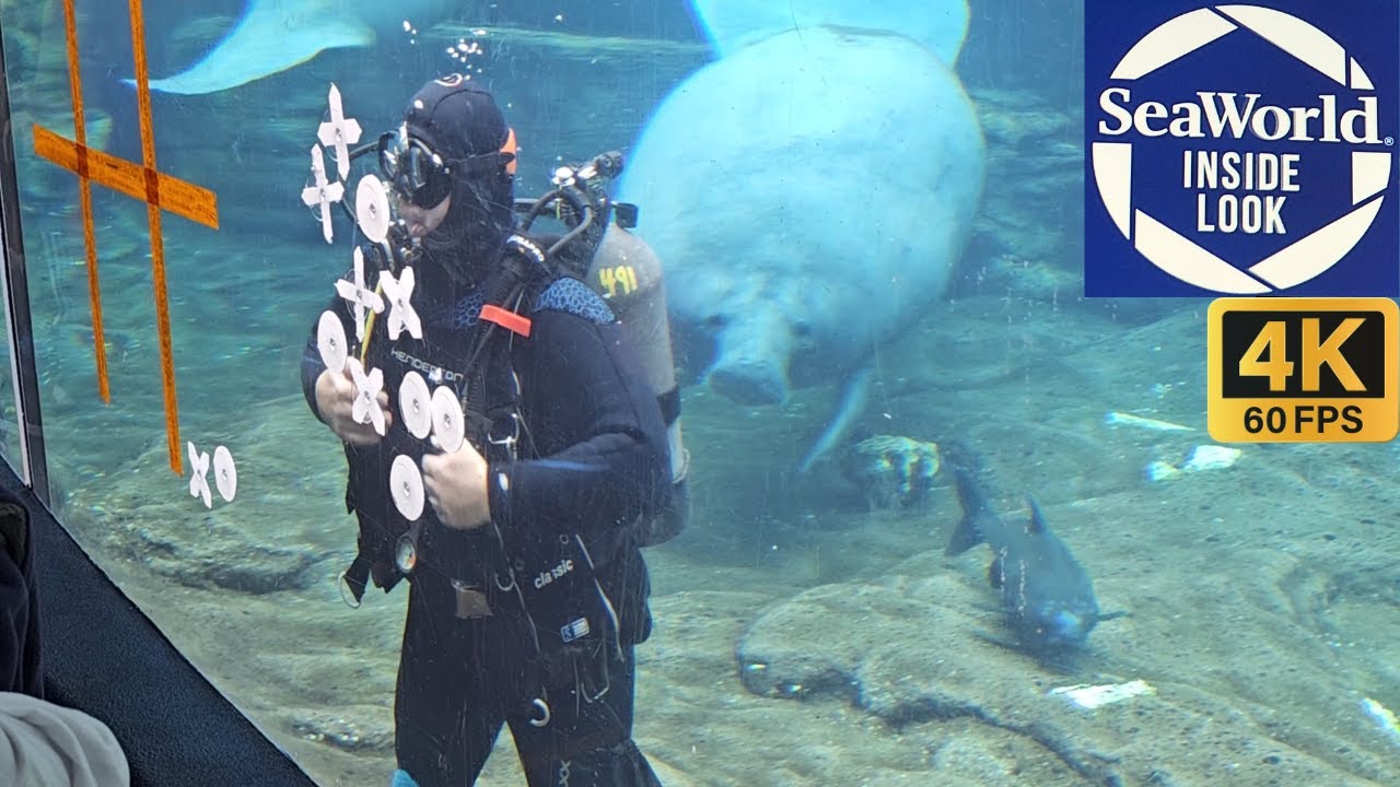 Diver Presentation (Inside Look) Tour Completo 4K - SeaWorld Orlando ...
