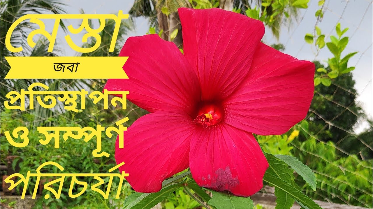 মেস্তা জবা বা মস্কো জবা প্রতিস্থাপন ও সম্পূর্ণ পরিচর্যা / Mestha Joba ...