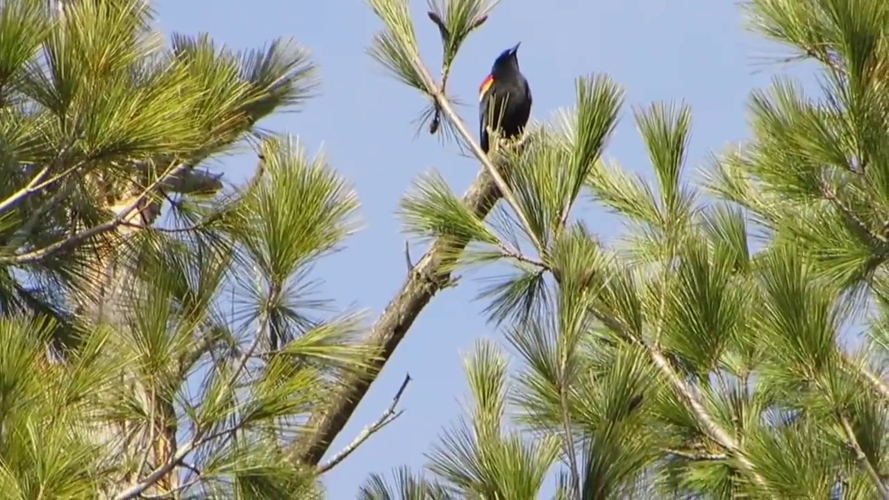 Sights and Sounds of Spring. - YouTube