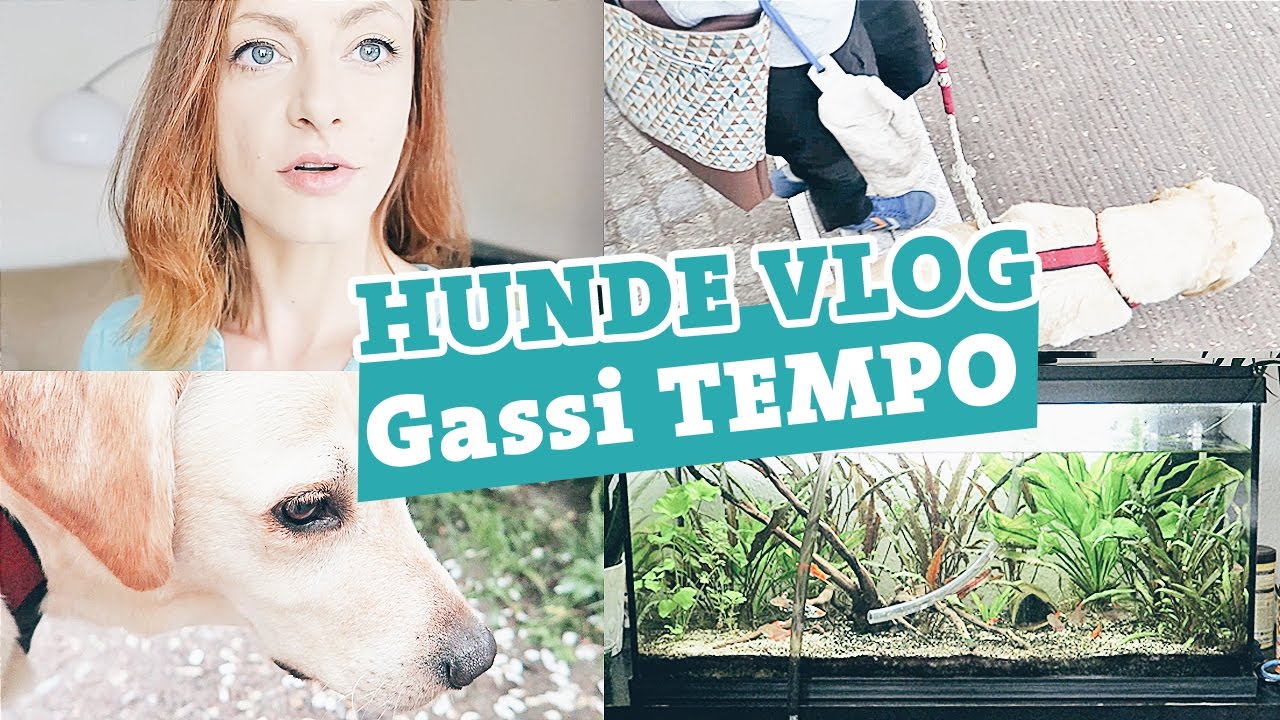 Wenn der Hund das Gassi-Tempo bestimmt | Gassi gehen Labrador Hunde ...