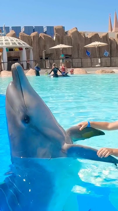 Kids dancing with Dolphins water activities - YouTube