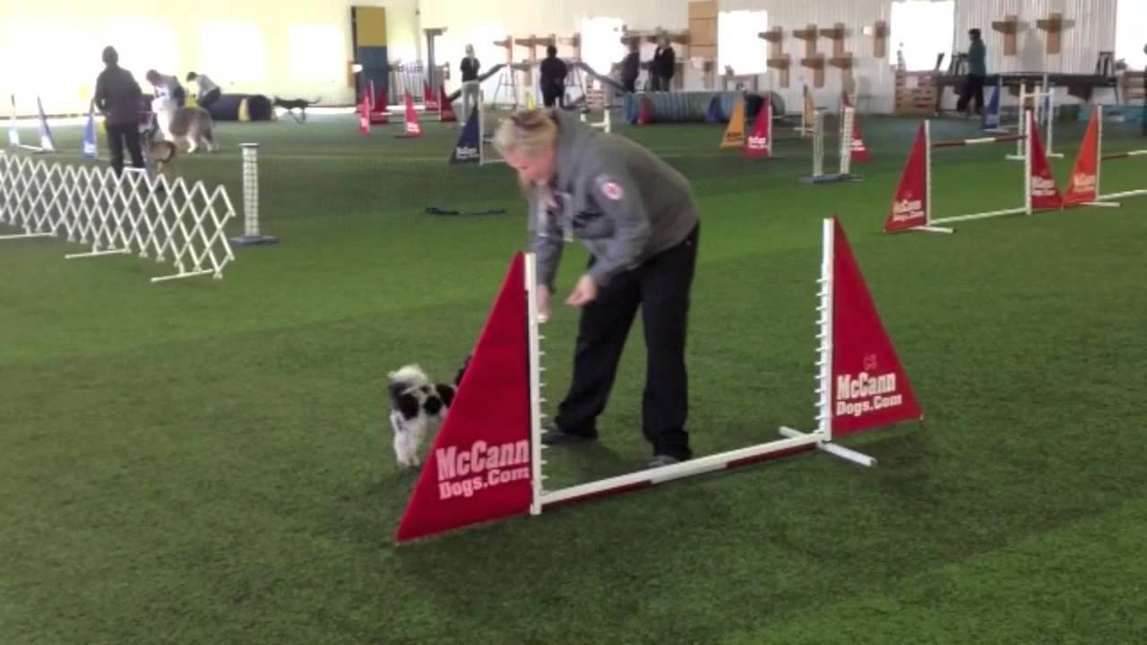 Kayl McCann Runs 3 Different Dogs with Jenny Damm! - YouTube