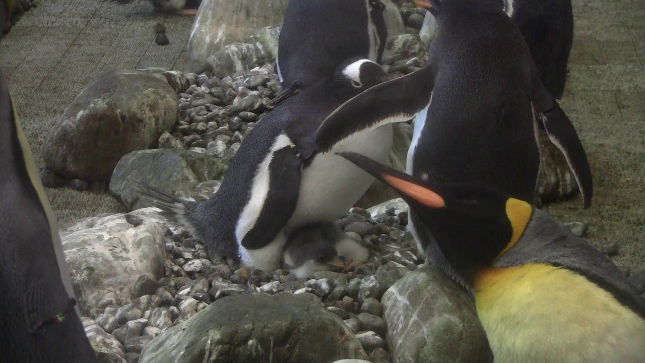 #2-32 Nov 2018 Penguin at Adventure world, Japan - YouTube