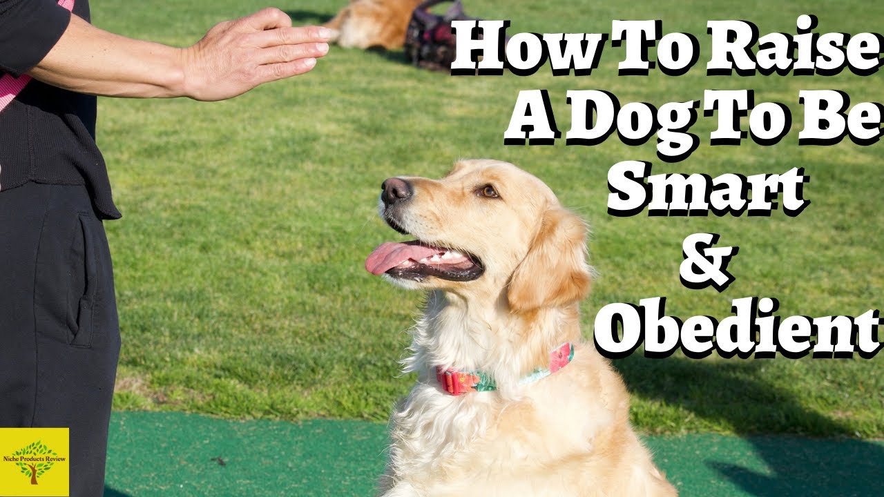 How To Raise A Dog To Be Smart And Well-Behaved - YouTube
