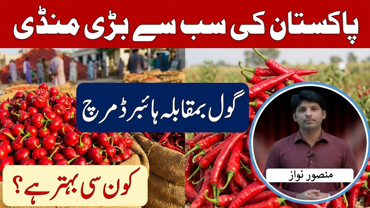 Pakistan | Asia Largest And Biggest Red Chilli Market Kunri | Sindh ...