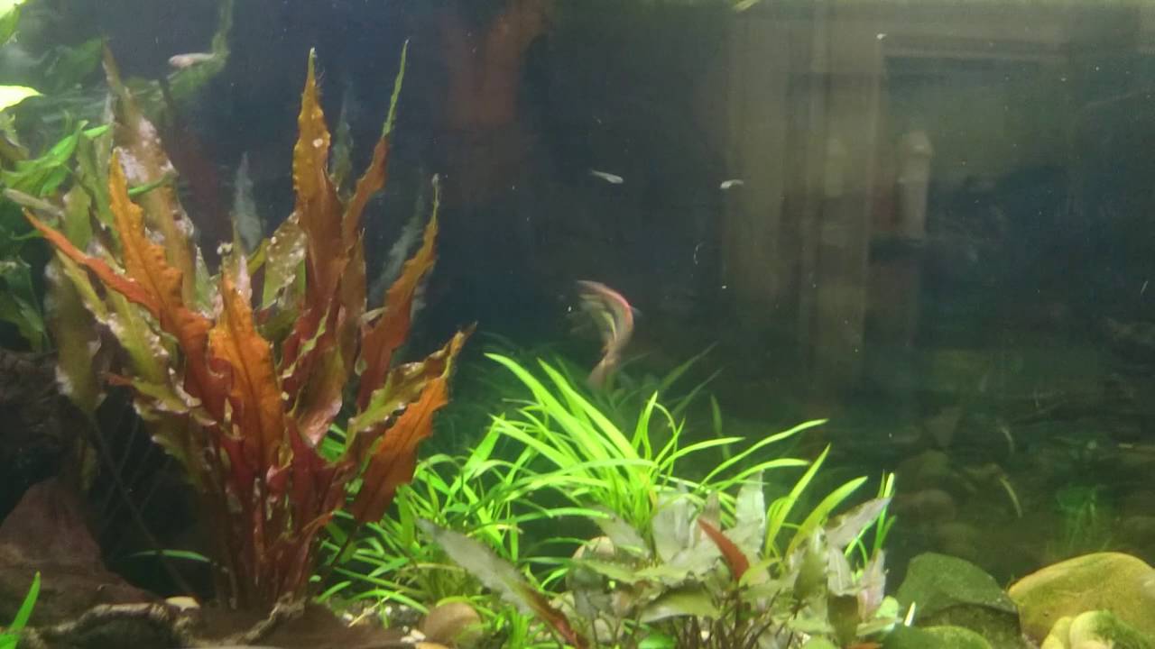 Chilatherina alleni wapoga rainbowfish update. - YouTube