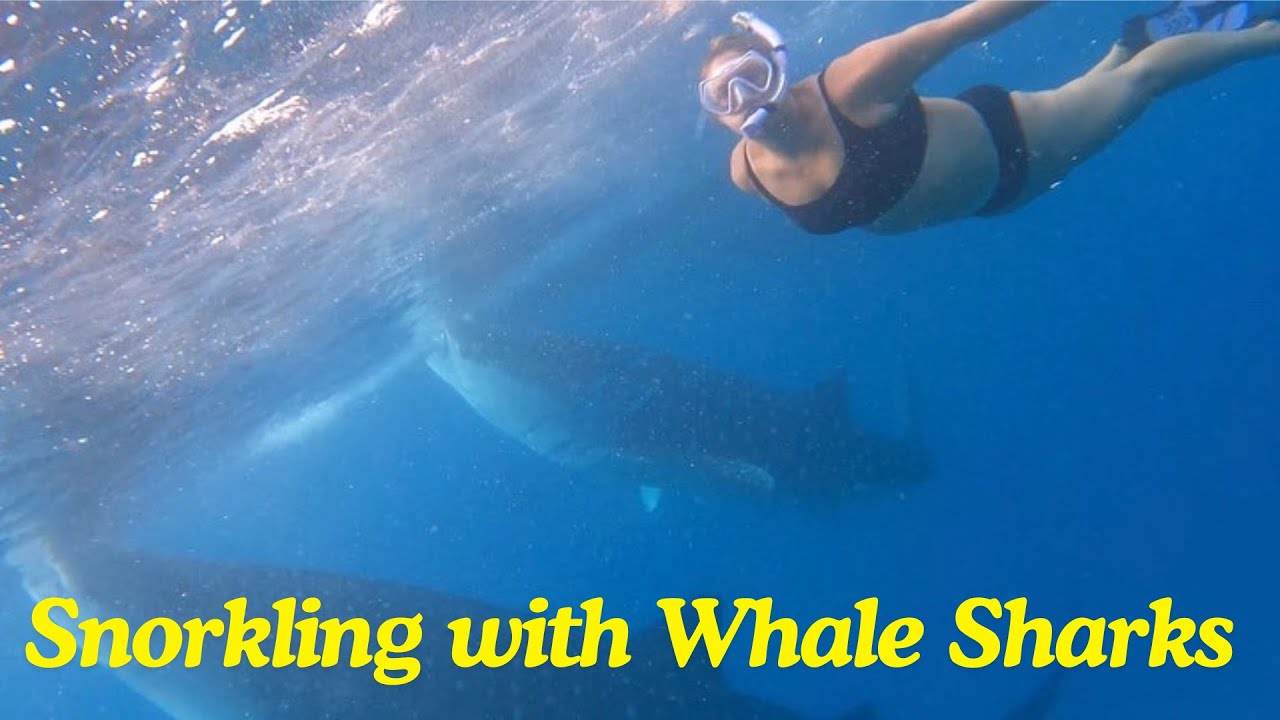 Swimming with whale sharks Lila Beach, Bohol - YouTube
