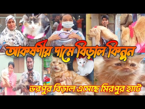 আকর্ষণীয় দামে পারসিয়ান বিড়াল কিনুন মিরপুর হাটে ভরপুর বিড়াল এসেছে # ...