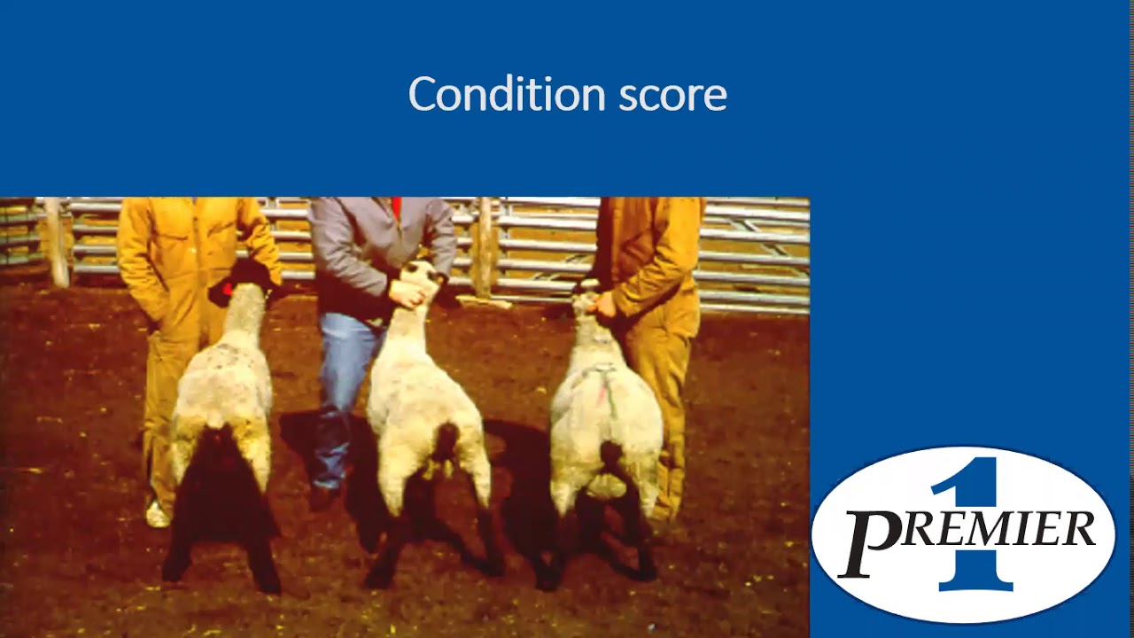 What, When & How Much For Breeding Season Nutrition - YouTube
