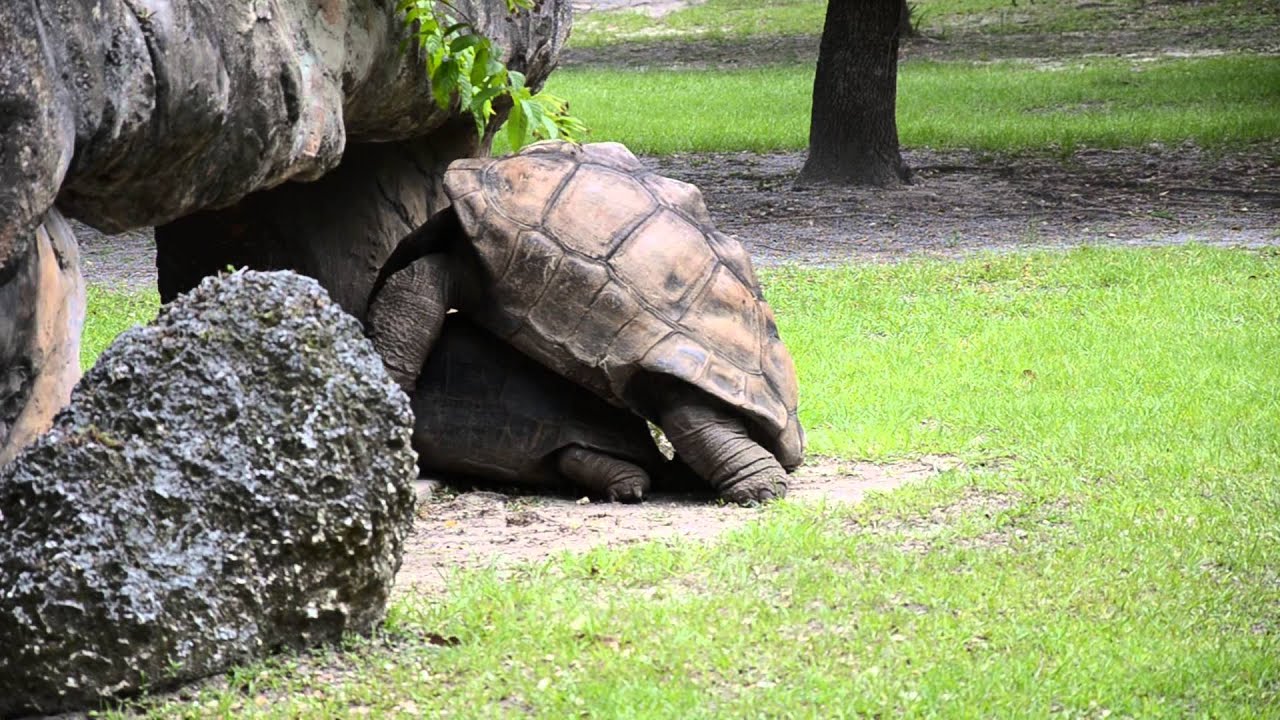 Turtle Love in Florida Zoo - YouTube