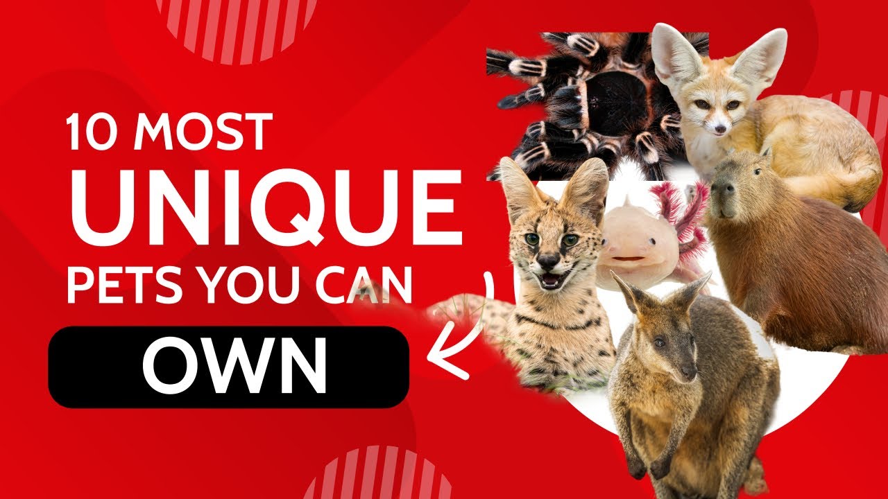 10 Most Unique Pets You Can Own! - YouTube