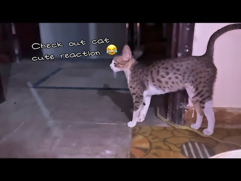 Playing Cat Sounds to See Cat’s Reaction! 😹