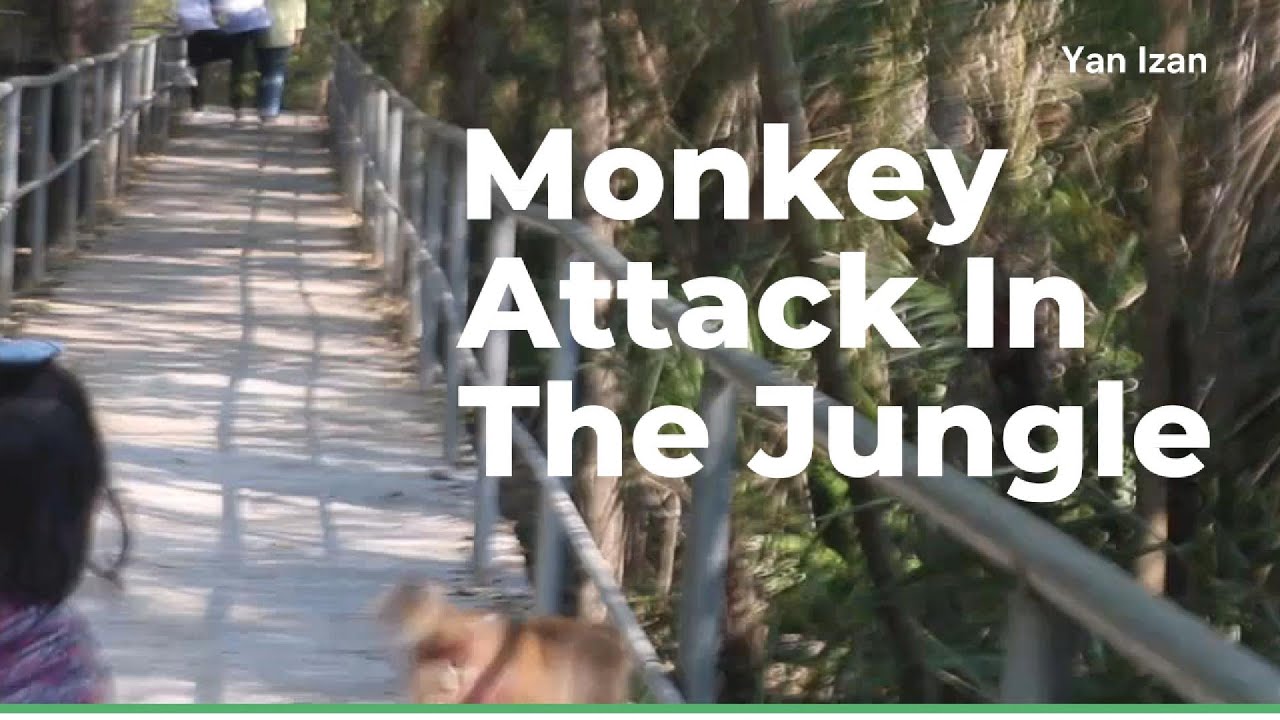 Monkey Attack Yana In The Jungle - YouTube