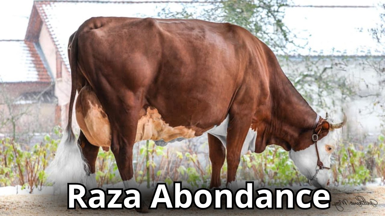 Raza bovina Abondance: Las vacas mas rusticas del mundo en la ganadería ...