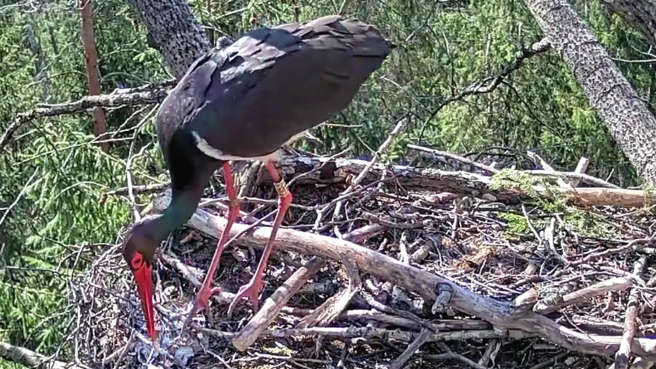 Must-toonekurg 3~Nurme visits the nest of Kergu again~12:35 pm 2023/04 ...