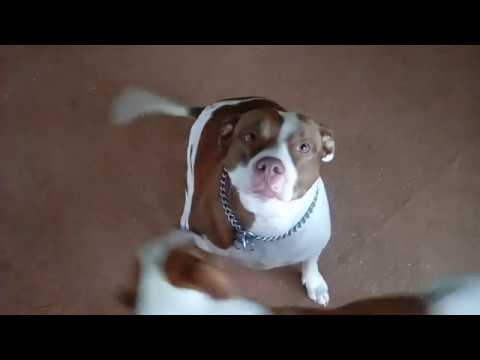Happy Loving Pitbull Talking and Wagging their Tails. - YouTube