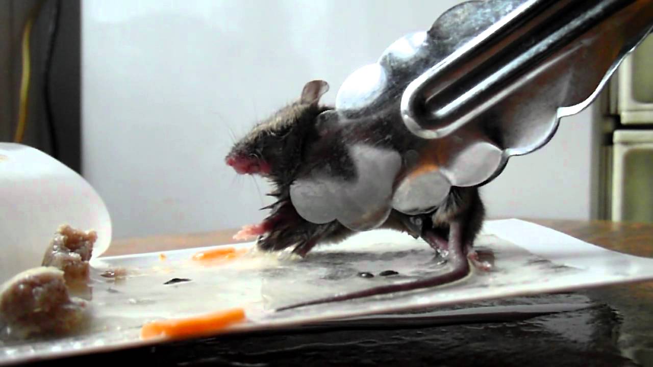 How to free mouse/ rat humanly from sticky gum trap. - YouTube