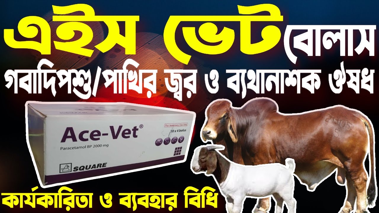 Ace-Vet Bolus | গবাদিপশু পাখীর জ্বর ও ব্যথানাশক ঔষধ | এইস ভেট বোলাস ...