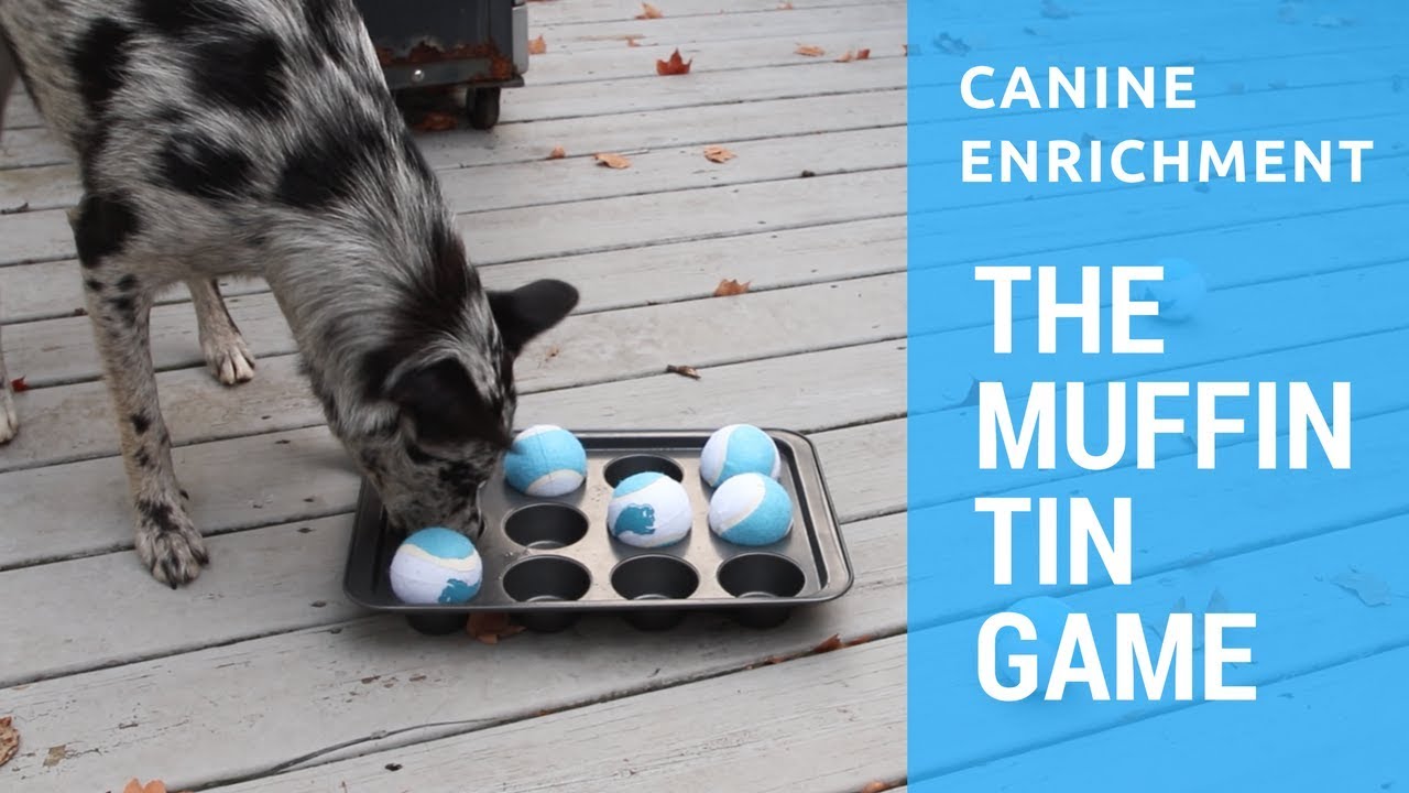 Canine Enrichment: Muffin Tin Game - YouTube