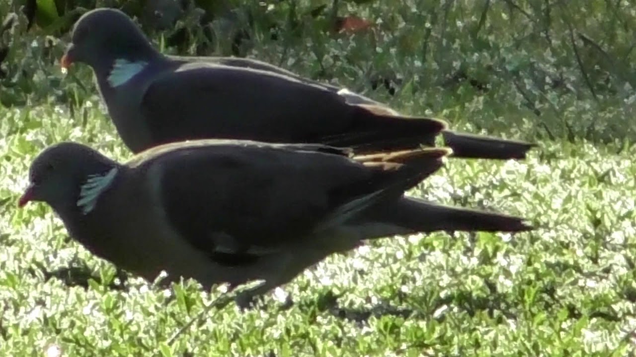 Woodpigeons sifting cut grass for insects to eat - YouTube