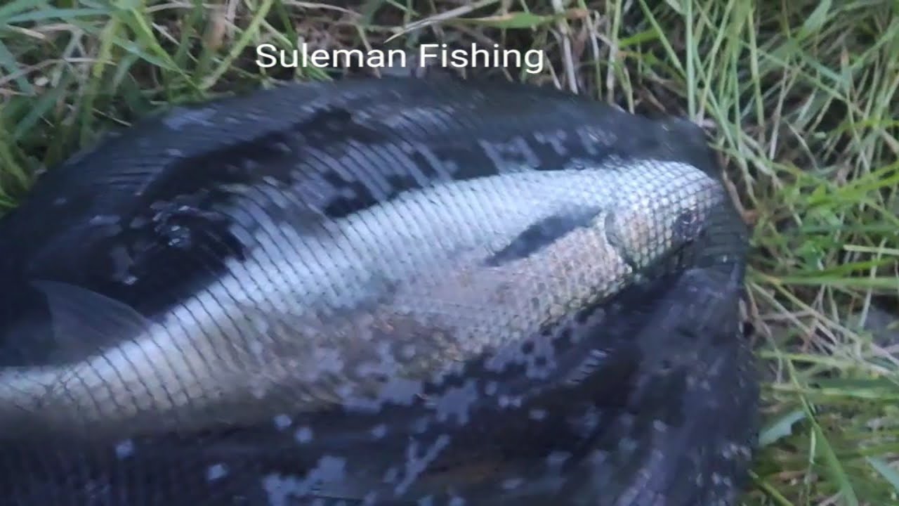 Back To Back Catch 🎣| Bata(Mullet Fish)| Amazing Pond Fishing - YouTube