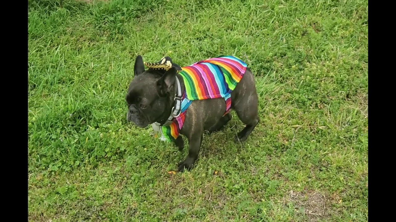 Funny French Bulldog - Dog Dancing with Sombrero to Mexican Music Video ...