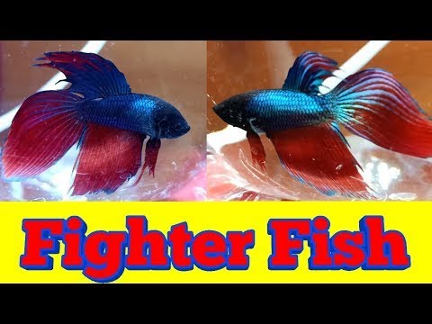Fighter fish bowl aquarium setup - YouTube