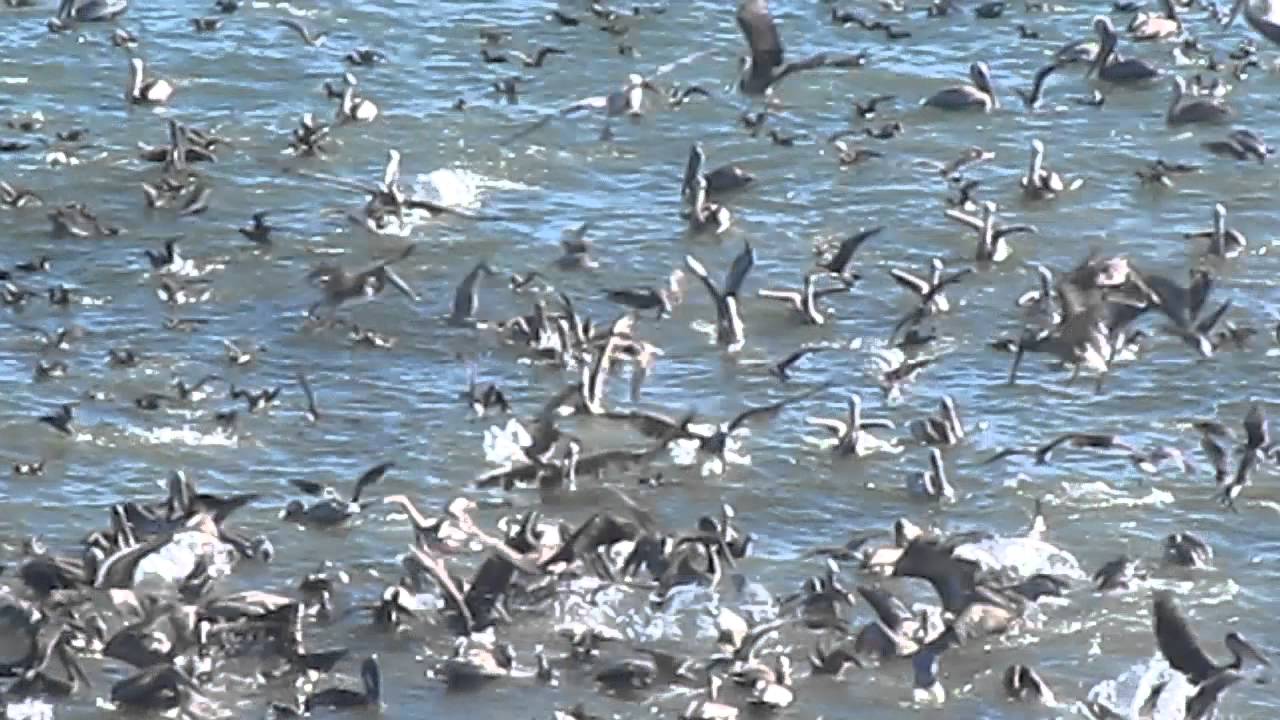 piles of pelicans attack - YouTube