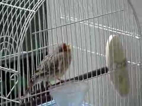 Canario Roller/ Roller canary - YouTube