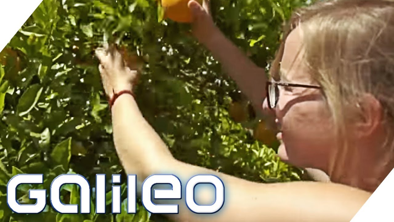 Crowd-Farming: 80 Kilo Orangen für 60€ | Galileo | ProSieben - YouTube
