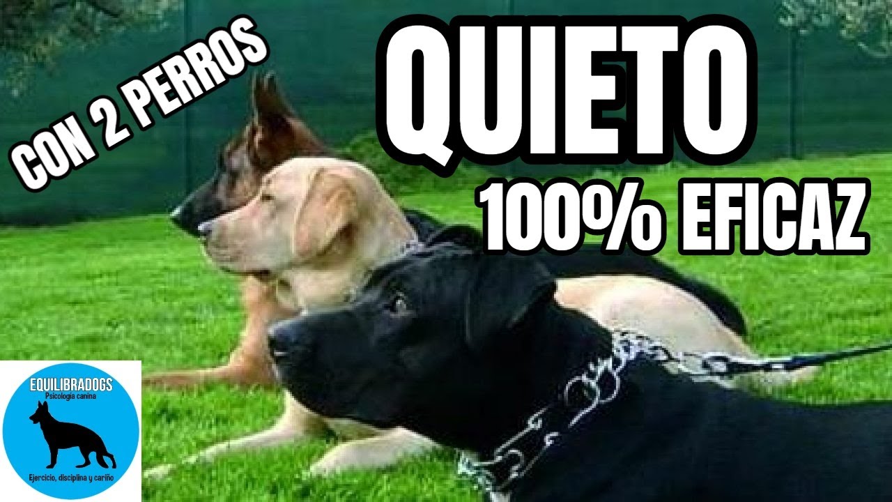 ¡QUIETO! 100% eficaz - Enseña a tu perro a quedarse quieto - YouTube
